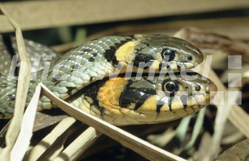 blickwinkel - Ringelnatter, Ringel-Natter (Natrix natrix), Paarung ...