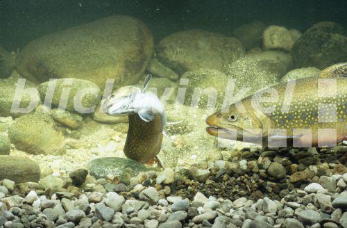 blickwinkel - Bachsaibling, Bach-Saibling (Salvelinus fontinalis ...