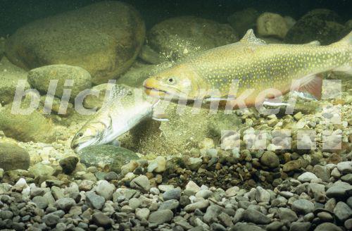 blickwinkel - Bachsaibling, Bach-Saibling (Salvelinus fontinalis ...