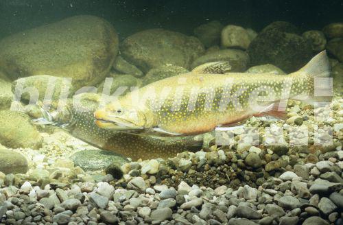 blickwinkel - Bachsaibling, Bach-Saibling (Salvelinus fontinalis ...