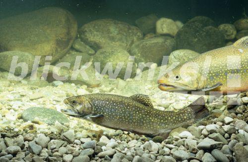 blickwinkel - Bachsaibling, Bach-Saibling (Salvelinus fontinalis ...