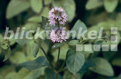 blickwinkel - Wasser-Minze, Wasserminze, Bach-Minze, Bachminze (Mentha ...