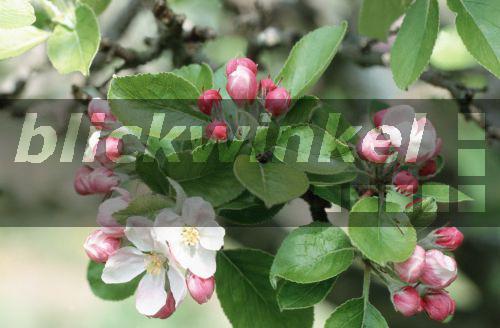 blickwinkel - Apfelbaum, Kultur-Apfel (Malus domestica), Blueten und ...
