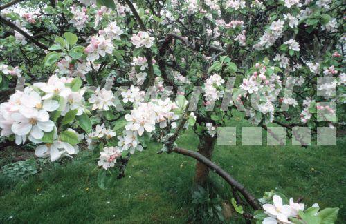 blickwinkel - Apfelbaum, Kultur-Apfel (Malus domestica), bluehender ...
