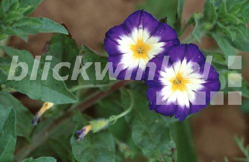 blickwinkel - Dreifarbige Winde (Convolvulus tricolor), Zwei Blueten ...