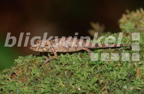 blickwinkel - Erdchamaeleon, Madagassisches Erdchamaeleon ...