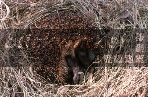 blickwinkel - Europaeischer Igel, Westeuropaeischer Igel, Westigel ...
