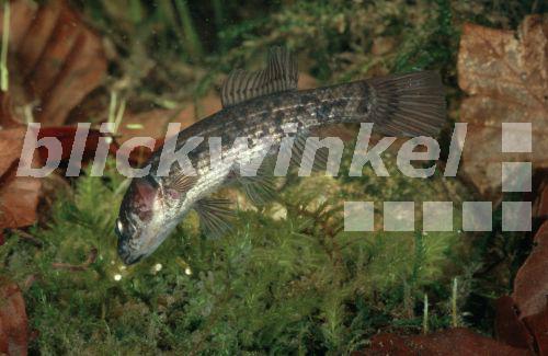 blickwinkel - Europaeischer Hundsfisch, Ungarischer Hundsfisch (Umbra ...