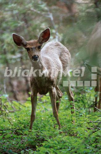 blickwinkel - Schwarzwedelhirsch, Maultierhirsch (Odocoileus hemionus ...