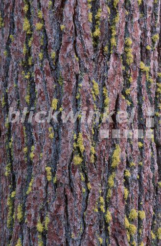 blickwinkel - Prachttanne, Goldtanne, Kalifornische Rottanne (Abies ...