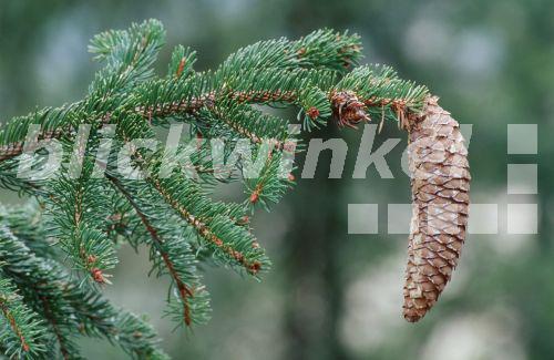 blickwinkel - Gemeine Fichte, Rottanne, Gewoehnliche Fichte (Picea ...