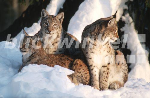 blickwinkel - Eurasischer Luchs, Europaeischer Luchs (Lynx lynx ...