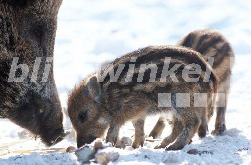 blickwinkel - Wildschwein, Wild-Schwein (Sus scrofa), zwei Frischlinge ...