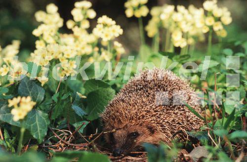 blickwinkel - Europaeischer Igel, Westeuropaeischer Igel, Westigel ...