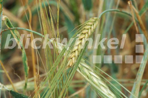 blickwinkel - Wilde Gerste, Wildgerste, Wild-Gerste (Hordeum spontaneum ...