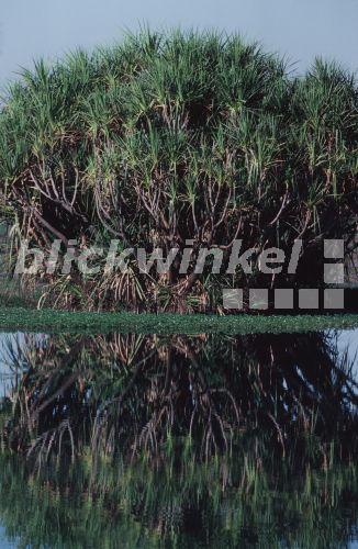 blickwinkel - Schraubenbaum, Schraubenpalme (Pandanus aquaticus ...