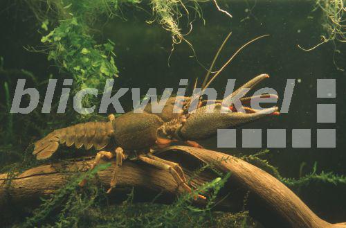 blickwinkel - Edelkrebs, Edel-Krebs, Flusskrebs, Fluss-Krebs (Astacus ...