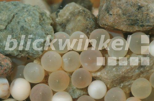 blickwinkel - Meerforelle, Meer-Forelle (Salmo trutta trutta), Laich ...