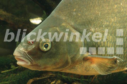 blickwinkel - Blei, Brachsen, Brassen, Brasse (Abramis brama), Portraet ...