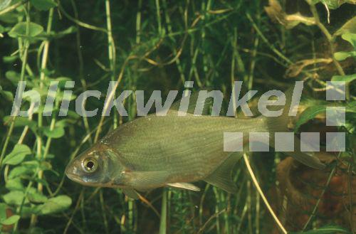 blickwinkel - Blei, Brachsen, Brassen, Brasse (Abramis brama), Jungtier ...