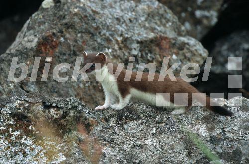 blickwinkel - Hermelin, Grosses Wiesel, Grosswiesel, Gross-Wiesel ...