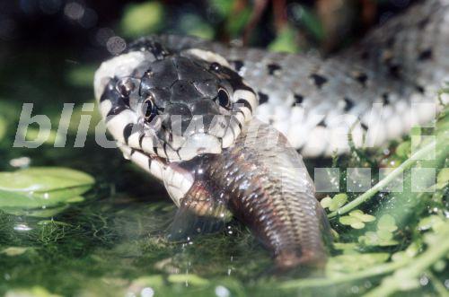 blickwinkel - Ringelnatter, Ringel-Natter (Natrix natrix), frisst ...