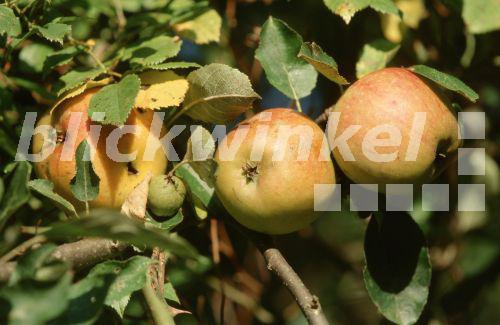 blickwinkel - Apfelbaum, Kultur-Apfel (Malus domestica 'Cox Orange ...