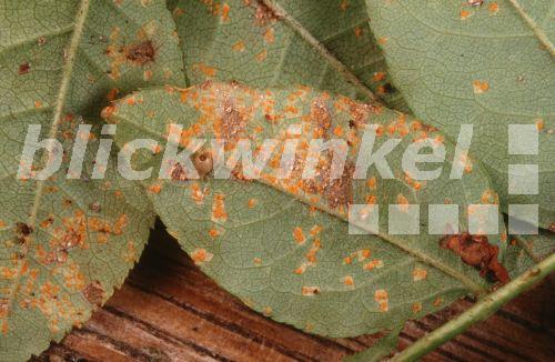blickwinkel - Rosenrost, Rosen-Rost (Phragmidium mucronatum), Befall ...