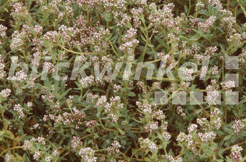 blickwinkel - Hirschsprung (Corrigiola litoralis), bluehende Pflanzen ...