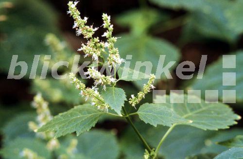 blickwinkel - Patchouli, Patchuli, Indisches Patschuli (Pogostemon ...