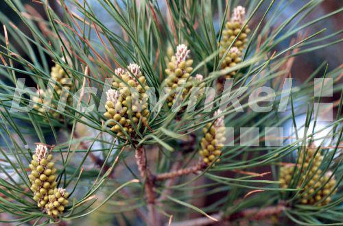 blickwinkel - Pinie (Pinus pinea), Zweig mit maennlichen ...