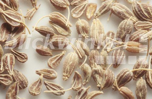 blickwinkel - Anis (Pimpinella anisum), Fruechte - anise (Pimpinella ...
