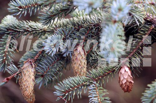 blickwinkel - Stech-Fichte, Blau-Fichte (Picea pungens), Zweige mit ...