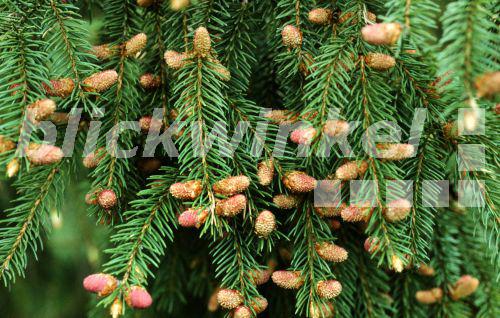 blickwinkel - Gemeine Fichte, Rottanne, Gewoehnliche Fichte (Picea ...