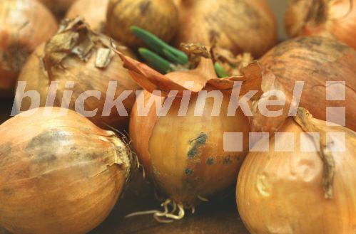 blickwinkel - Zwiebel-Graufaeule, Zwiebelgraufaeule ...