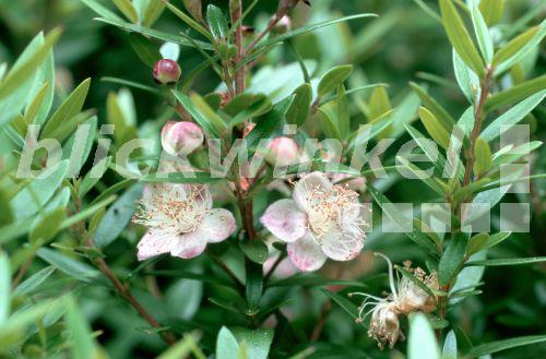 blickwinkel - Myrte, Brautmyrte (Myrtus communis), Blueten - myrtle ...