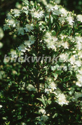 blickwinkel - Myrte, Brautmyrte (Myrtus communis), bluehend - myrtle ...