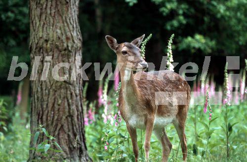 blickwinkel - Damhirsch, Dam-Hirsch, Damwild (Dama dama, Cervus dama ...