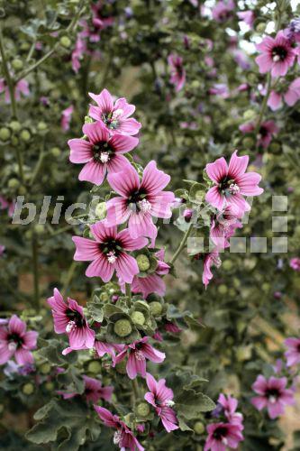 blickwinkel - Baummalve, Baum-Malve, Baumfoermige Strauchpappel ...