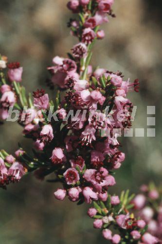 blickwinkel - Quirlblaettrige Heide, Oestliche Strauchheide, Oestliche ...
