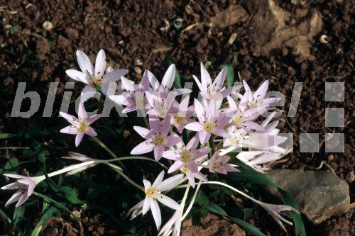 blickwinkel - Cupanis Herbstzeitlose (Colchicum cupanii), bluehende ...