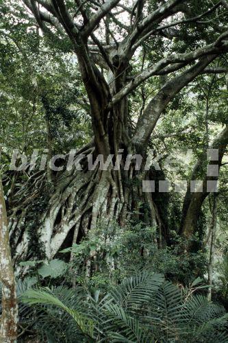 blickwinkel - Wuergefeige, Wuerge-Feige (Ficus microcarpa ...