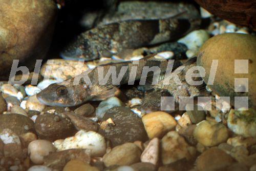 blickwinkel - Streber (Zingel streber), auf Flusskies liegend - streber ...