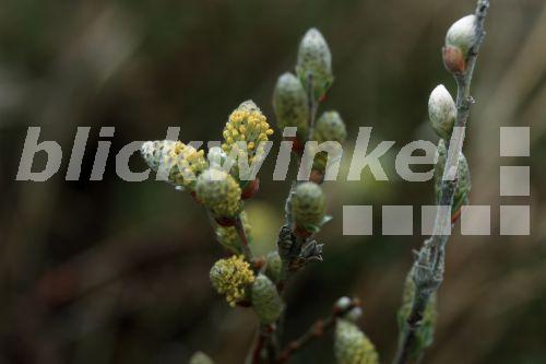 blickwinkel - Kriech-Weide, Kriechweide (Salix repens), junge Kaetzchen ...