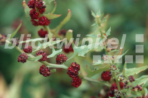 blickwinkel - Kopfiger Erdbeerspinat (Chenopodium capitatum, Blitum ...