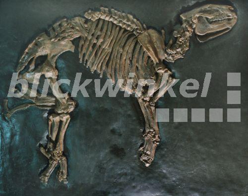 blickwinkel - Hyrachyus minimus, Urtapir aus dem Eozaen aus der Grube ...