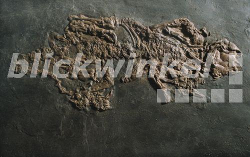 blickwinkel - Eomanis waldi, Schuppentier aus dem Eozaen aus der Grube ...