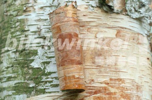 blickwinkel - Papier-Birke, Papierbirke, Kanu-Birke, Kanubirke ...