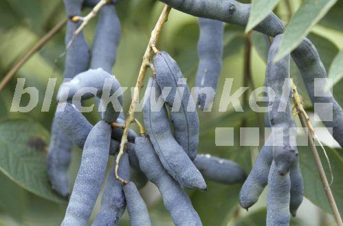 blickwinkel - Blaugurkenstrauch, Blaugurke (Decaisnea fargesii), reife ...