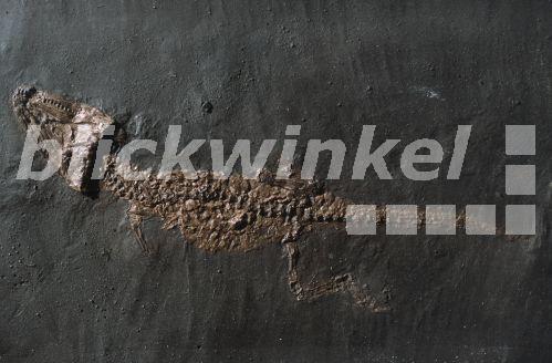 blickwinkel - Diplocynodon, Krokodil aus dem Eozaen aus der Grube ...